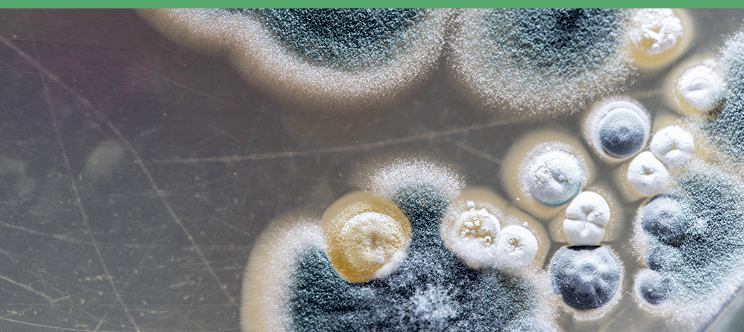 Did you know about mycology? - Bertin Technologies