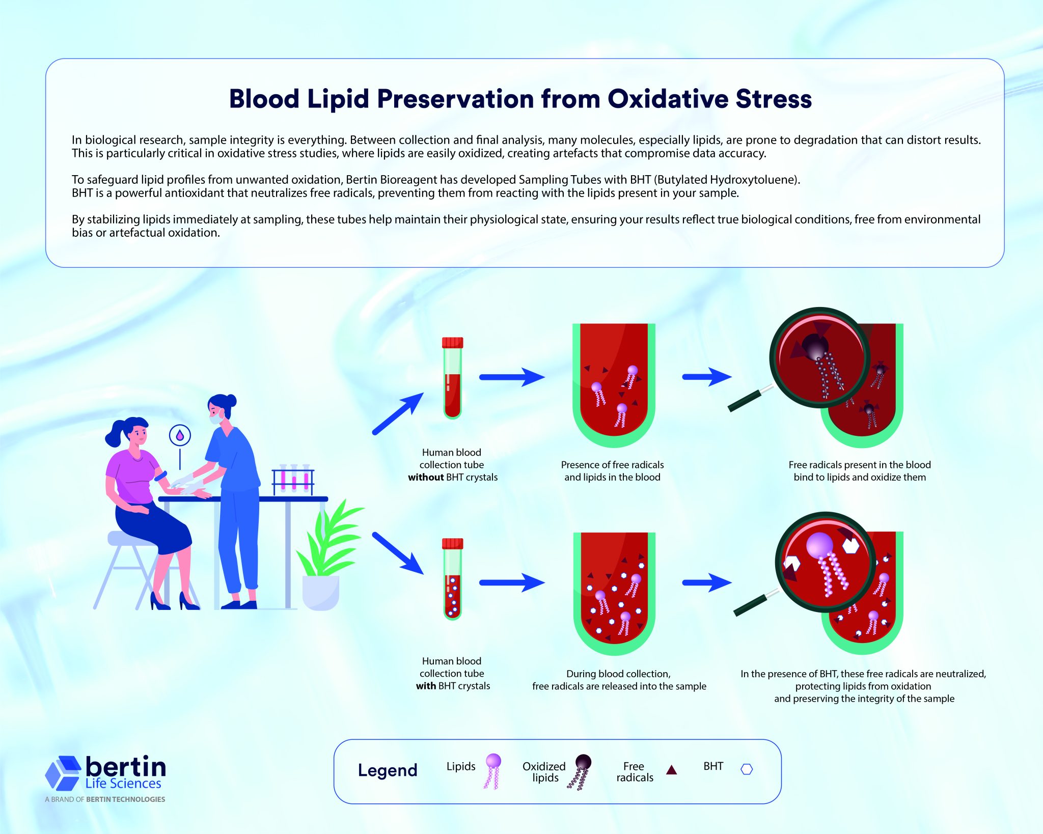 How BHT Tubes Protect Blood Lipids from Oxidative Stress - Bertin ...